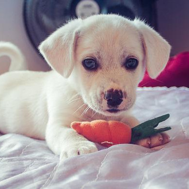 Copycat CNN Explainer