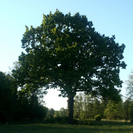 Copycat CNN Explainer